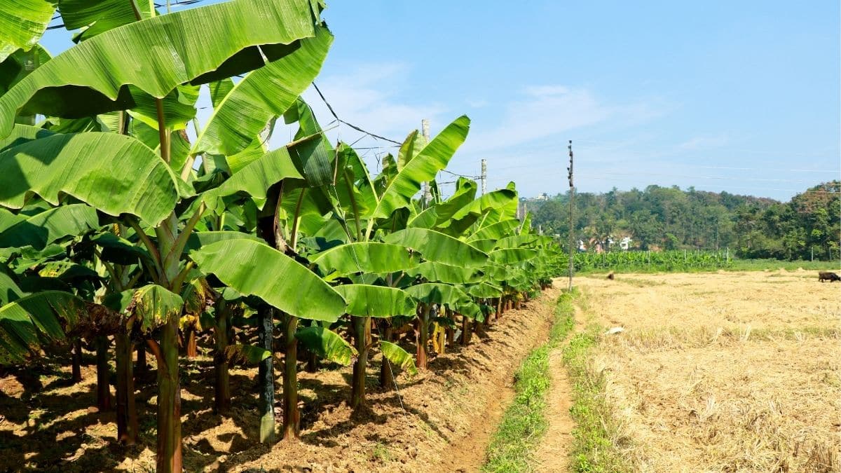 La banane plantain : recettes, origines et bienfaits | Tchac